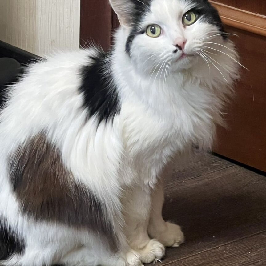 Котик в добрые руки мальчик