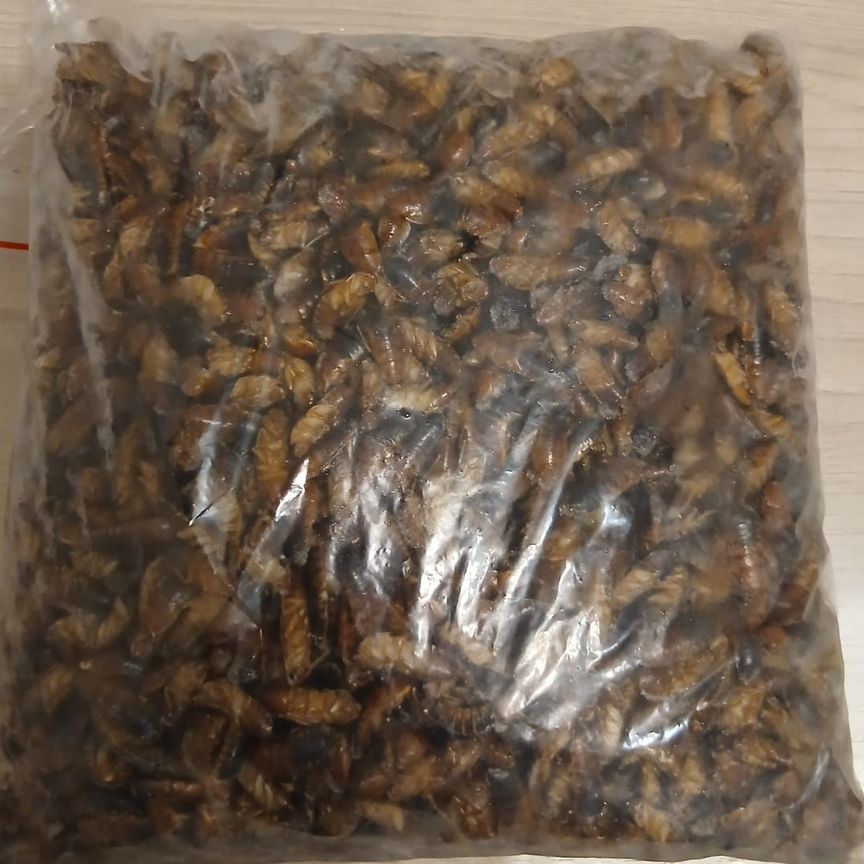 Замороженные насекомые