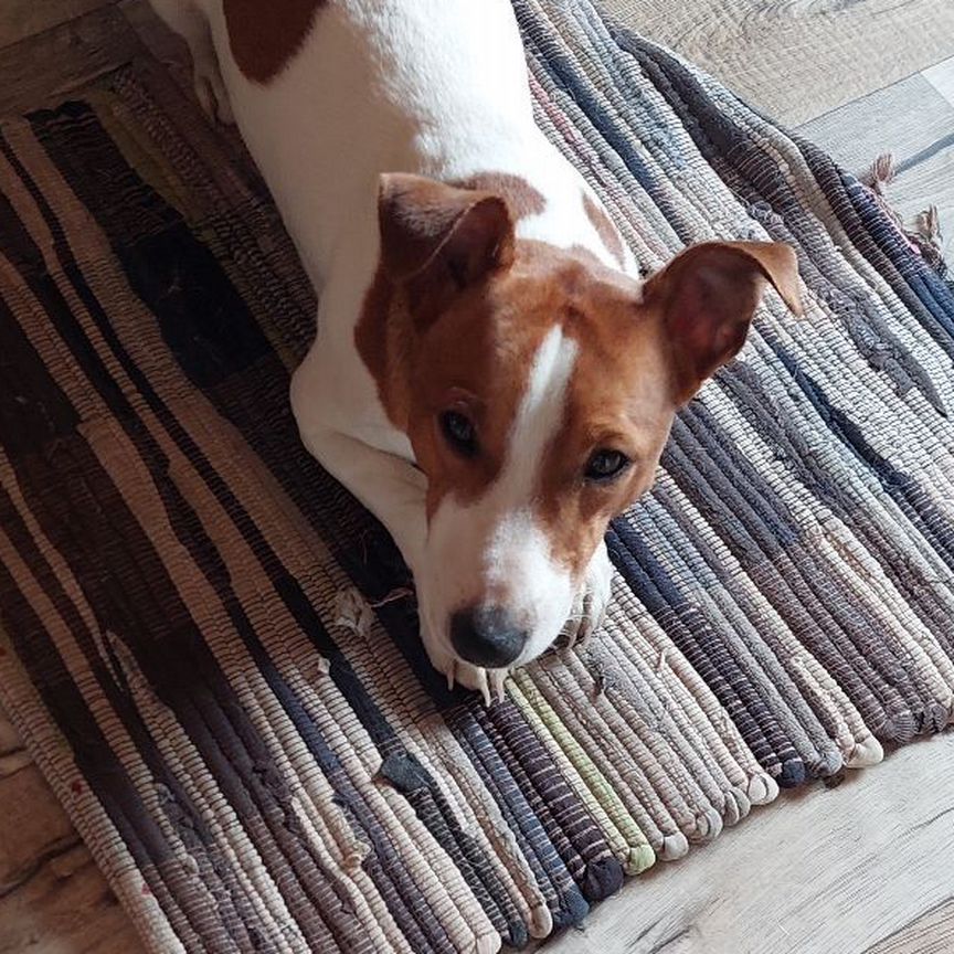 Джек-рассел-терьер, щенок