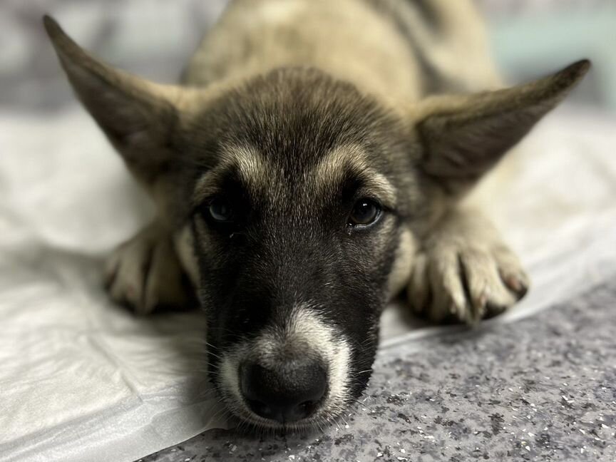 Щенок Лилу ищет дом