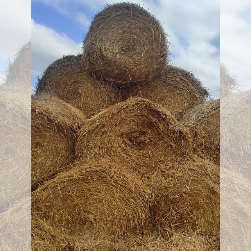 Товары для животных