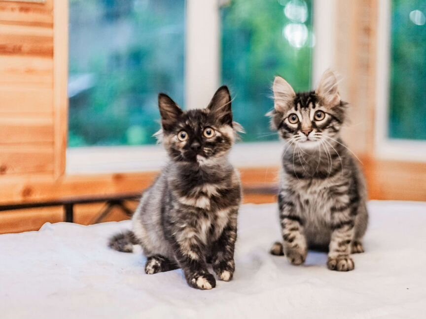 Макарошка с Котлетой В дар котята -озорные ребята