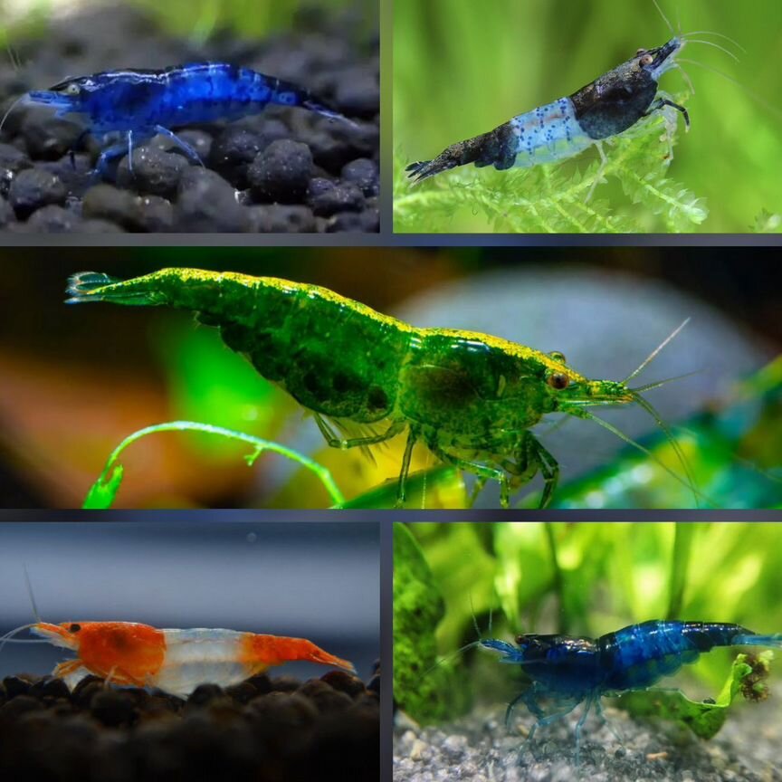 Креветосики от обычных до несовсем