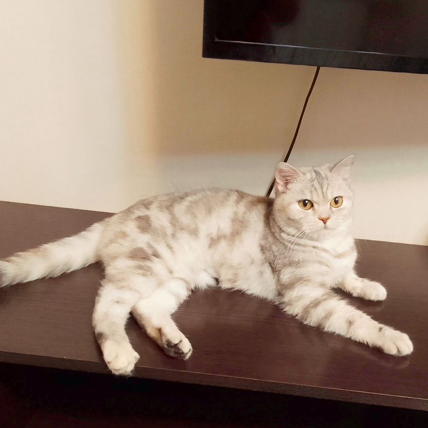 Кошечка в добрые руки