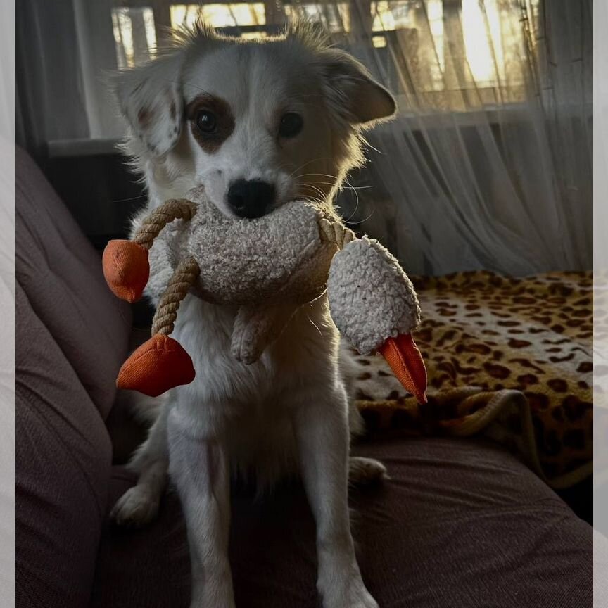 Взрослый пёс в добрые руки