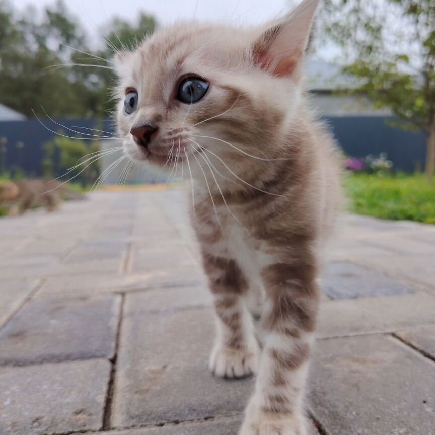 Котёнок Бенгала