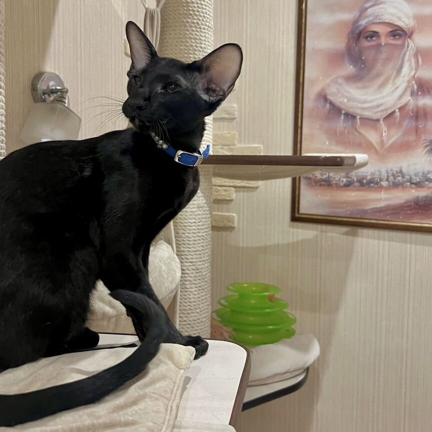 Черная кошечка