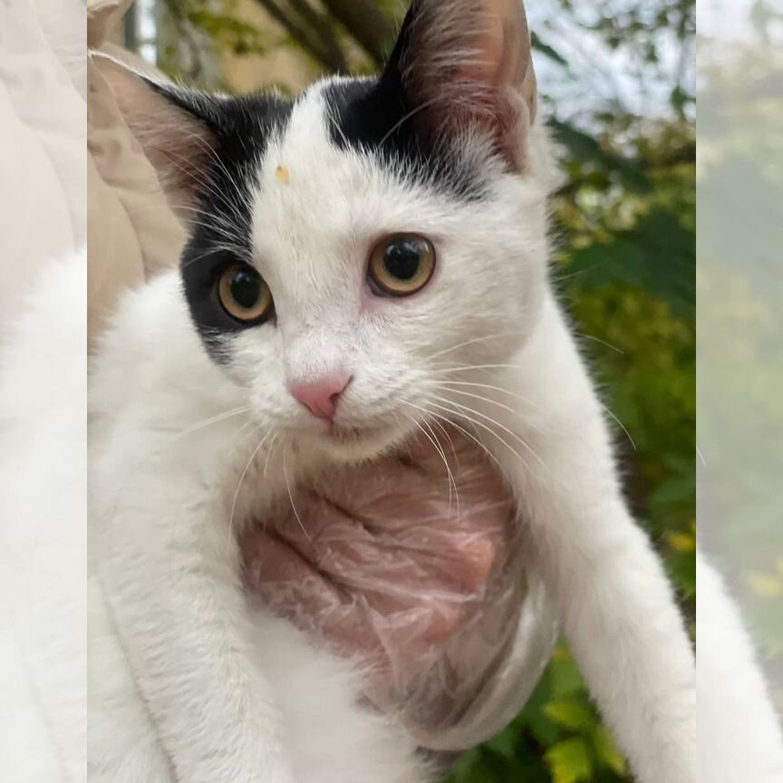 Котёнок от частного владельца