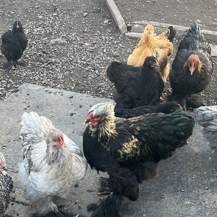 Продам молодых петухов брама на племя и индюков