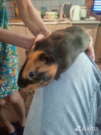 Морская свинка