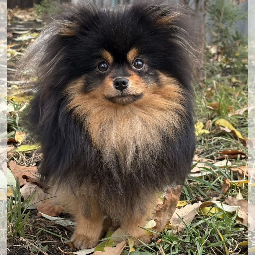 Померанский шпиц, взрослый пёс