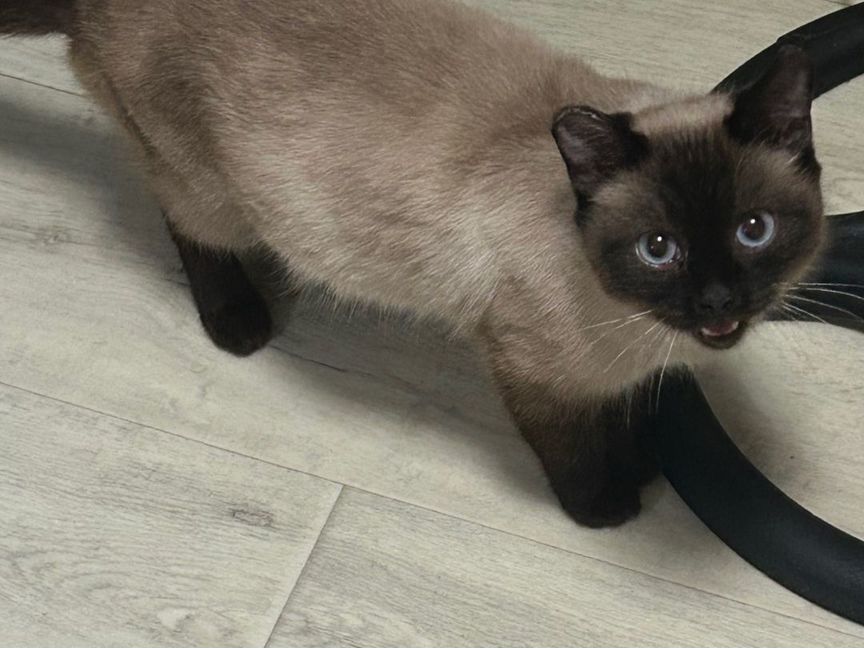 Кошка сиамская