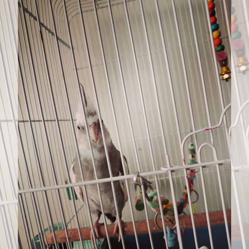 Попугай корелла с клеткой