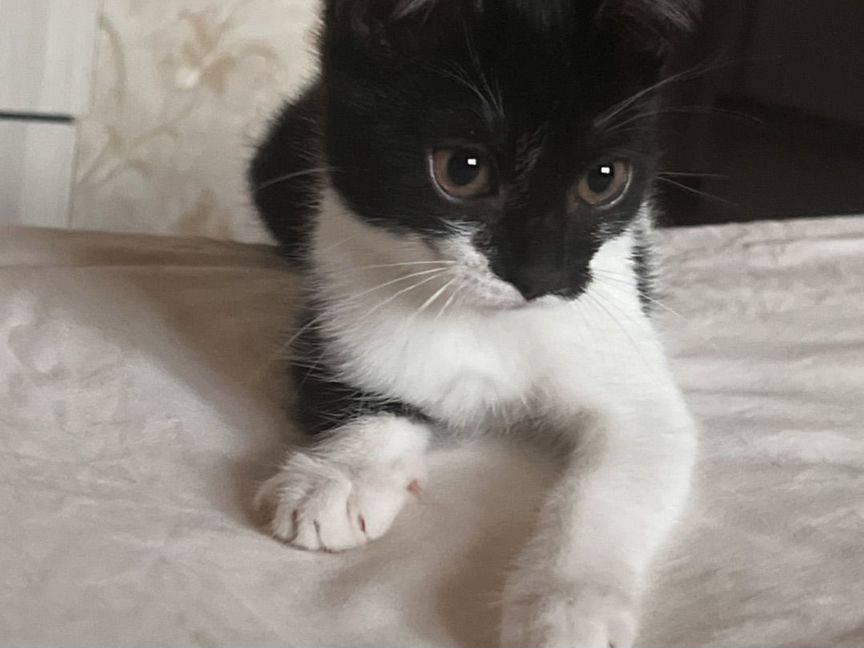Котенок черепашка