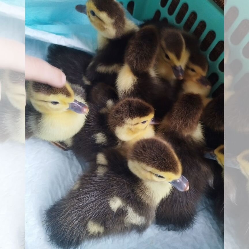 Продам индоутят