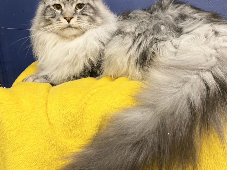 Серебряный котик мейн кун