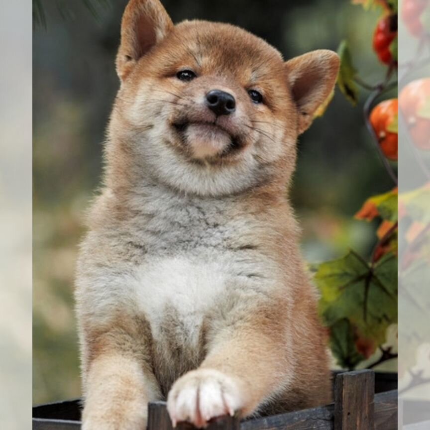 Щенки сиба шиба ину, красивые девочки