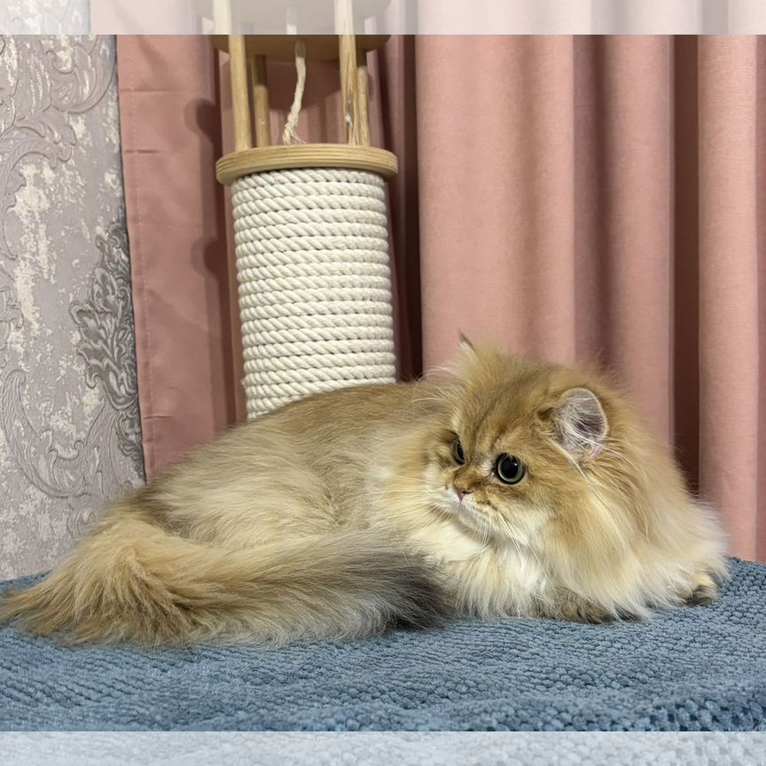 Британский длинношёрстный котёнок