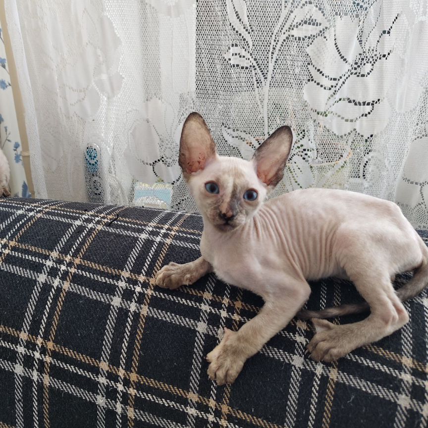 Корниш-рекс котёнок