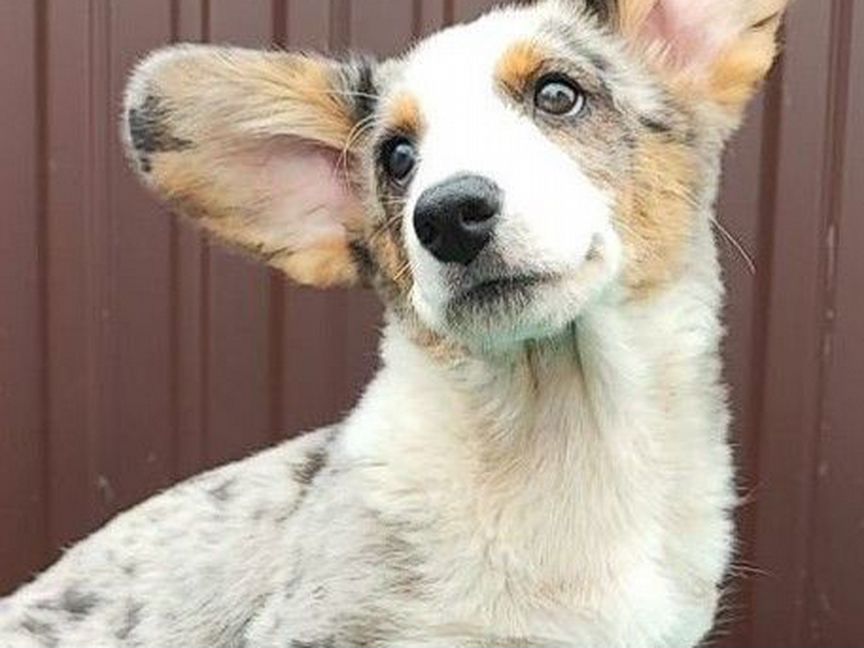 Королевский корги