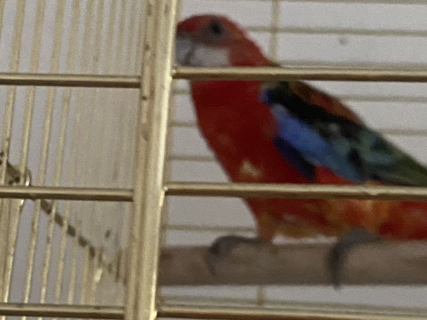 Попугай розелла, девочка молодая 5 месяцев