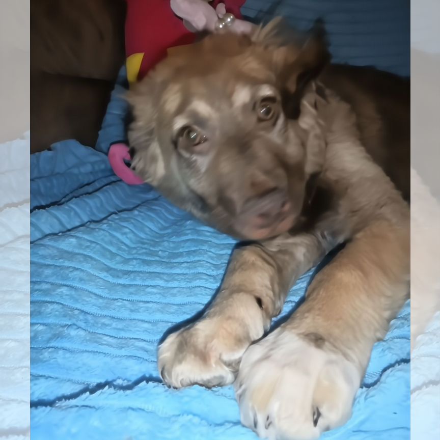 Щенок в добрые руки