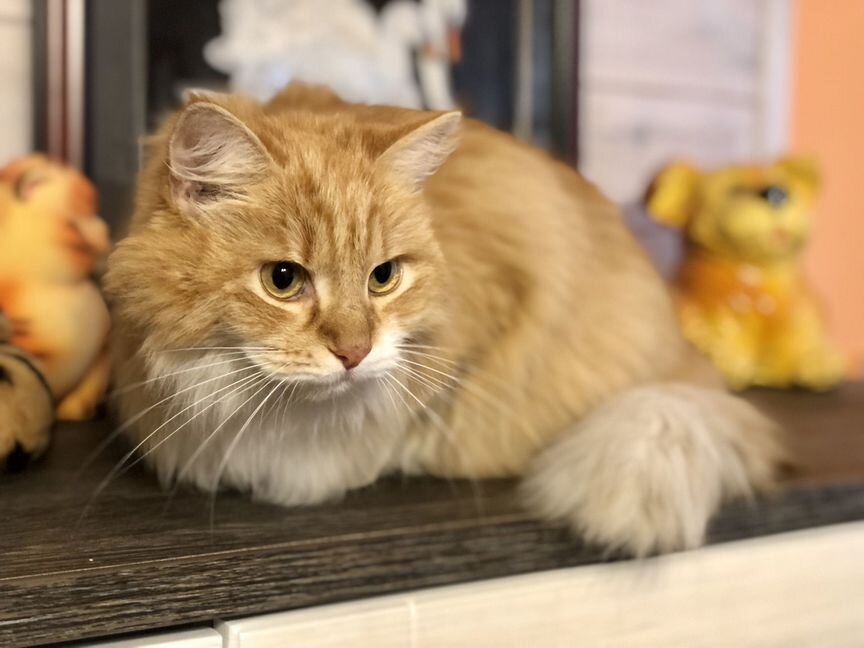 Шикарный, крупный котяра