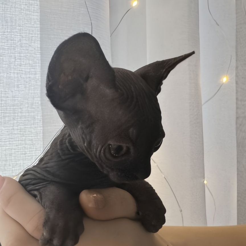 Канадский сфинкс котёнок