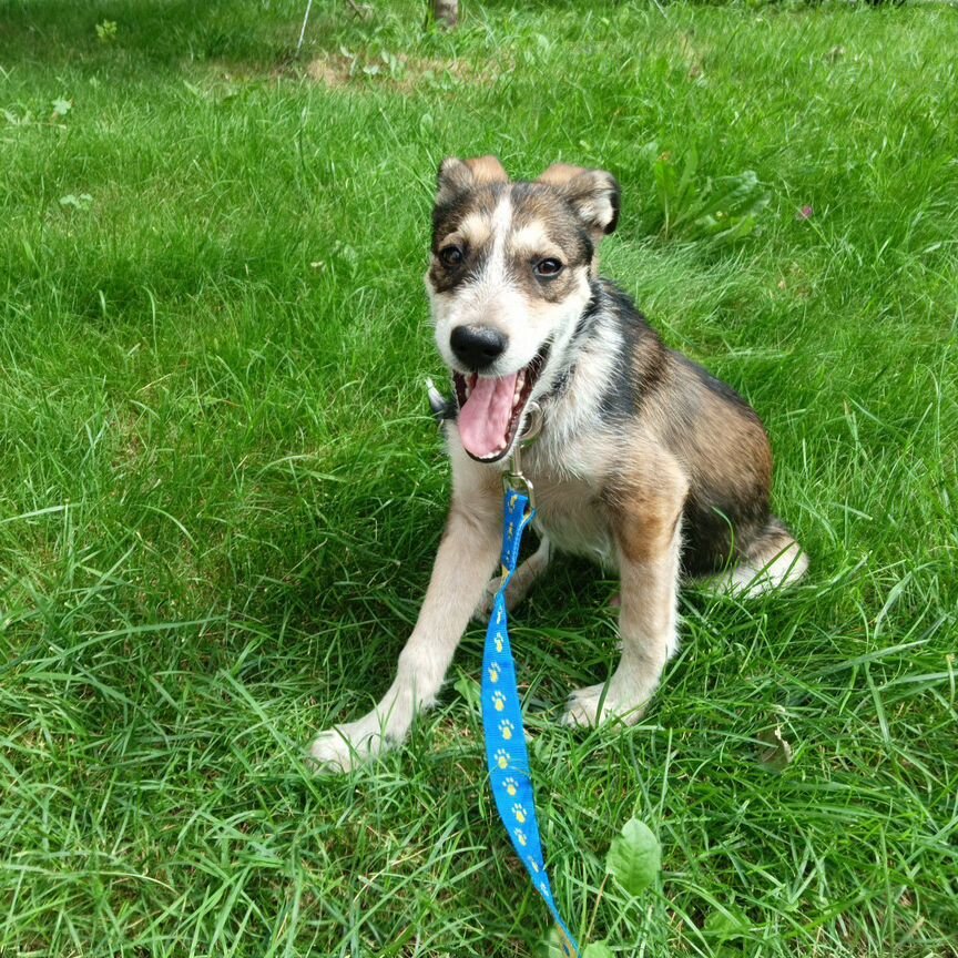 Мальчик щенок 3,5 мес, в добрые руки