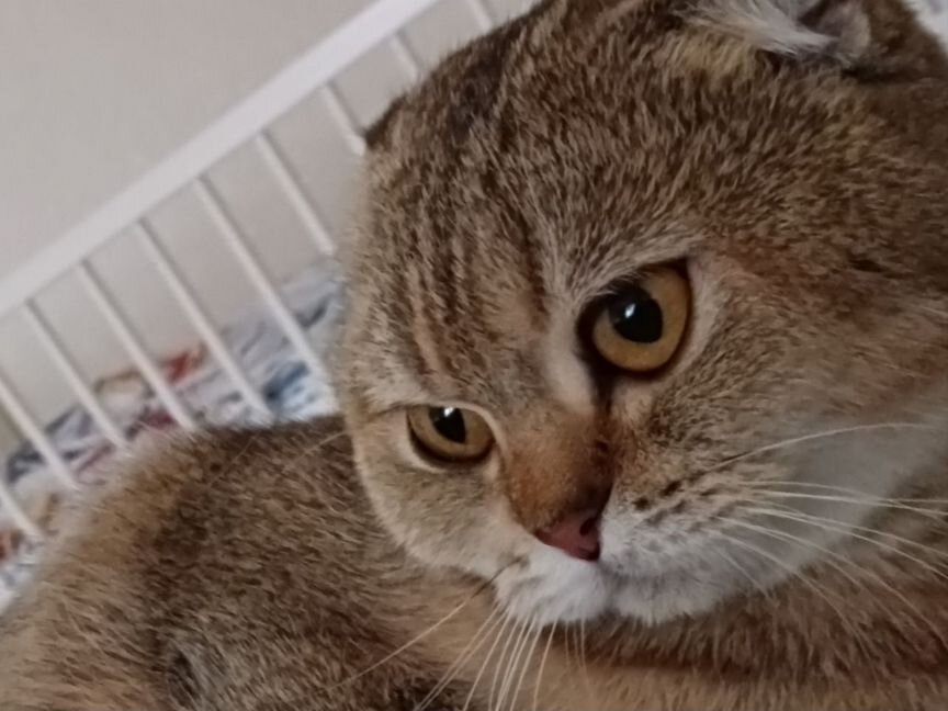 Шотландская красотка