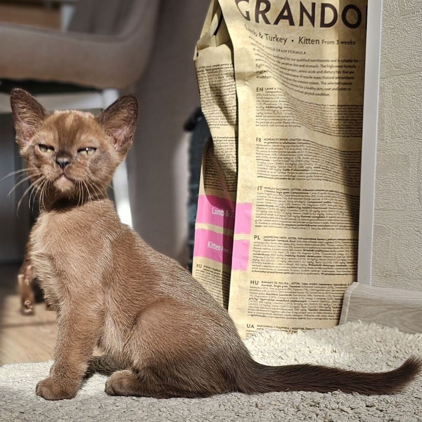 Европейский бурманский котёнок