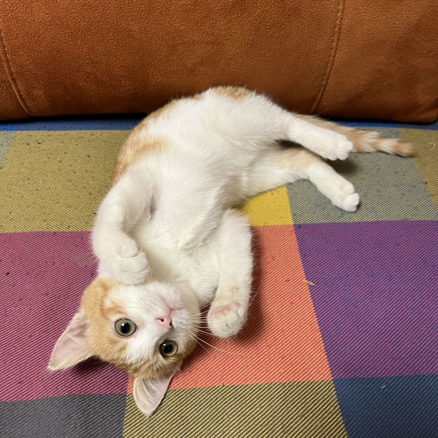 Игривая кошечка