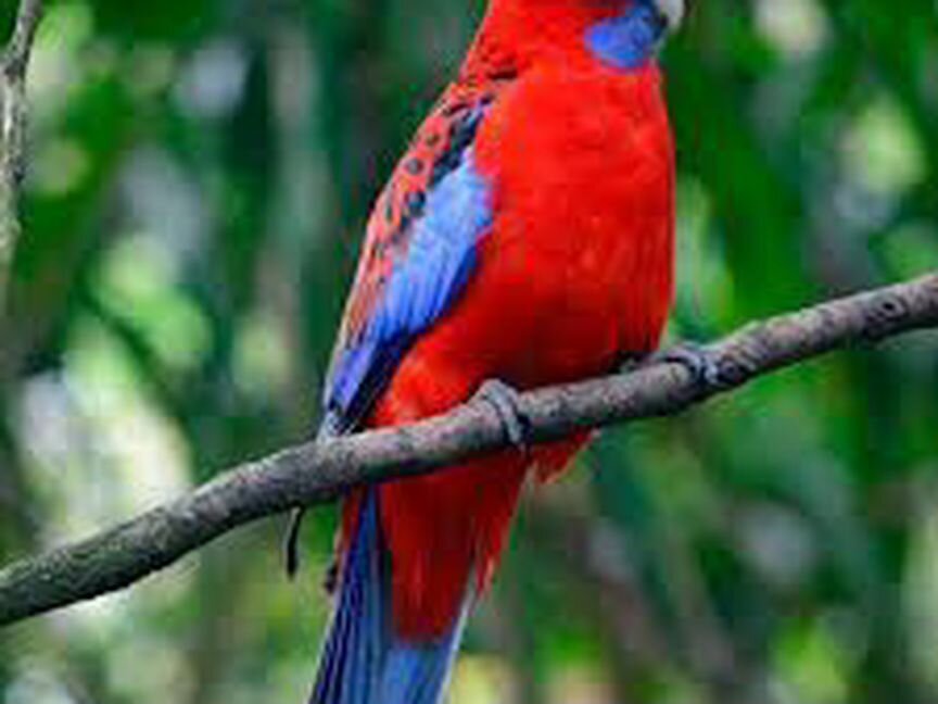 Пенантовая розелла