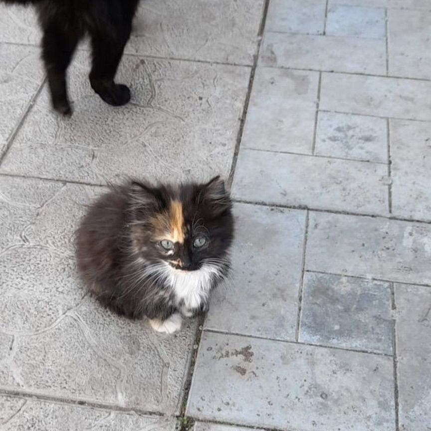 Котята в добрые руки бесплатно