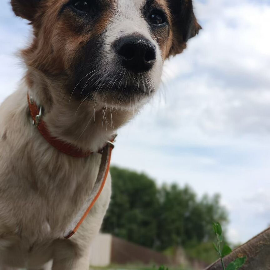 Собака в добрые руки отдам бесплатно