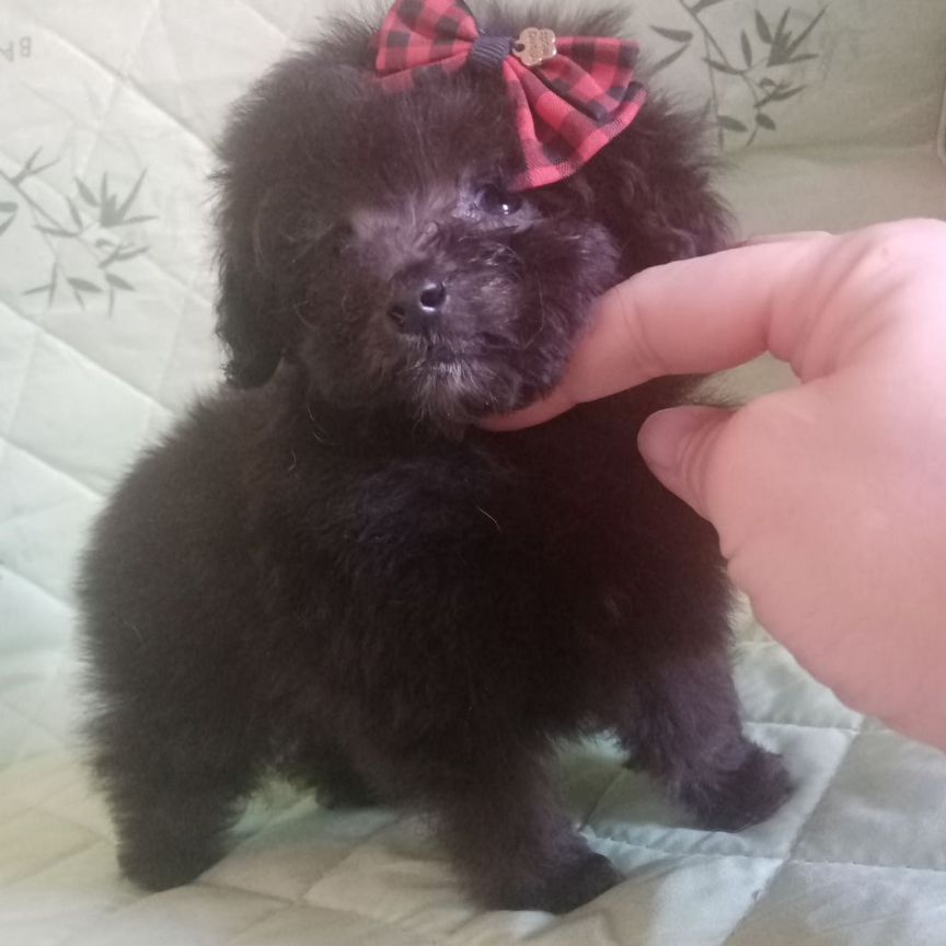 Tee cup teddy poodle micro