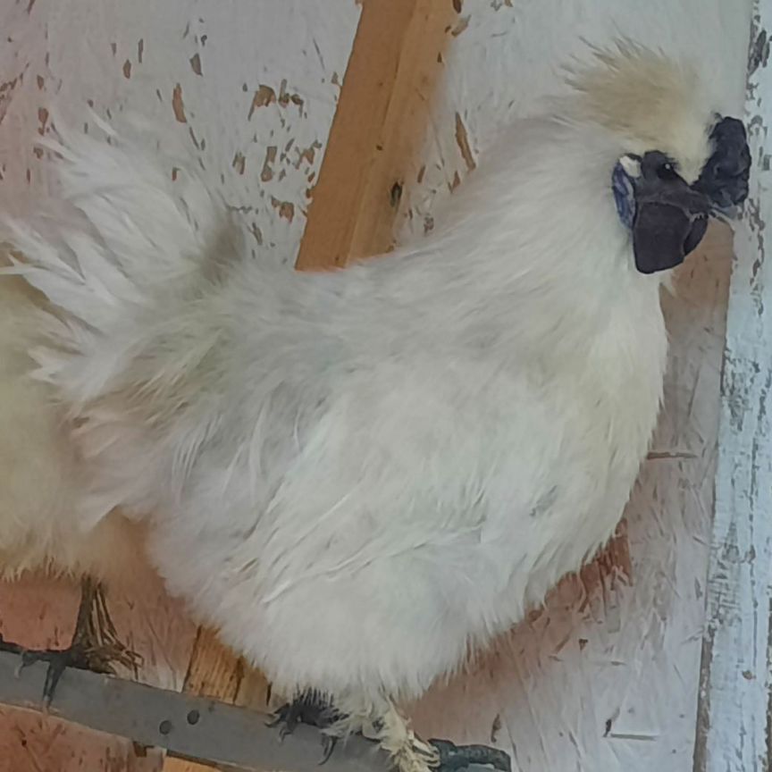 Порода Китайский шёлковой