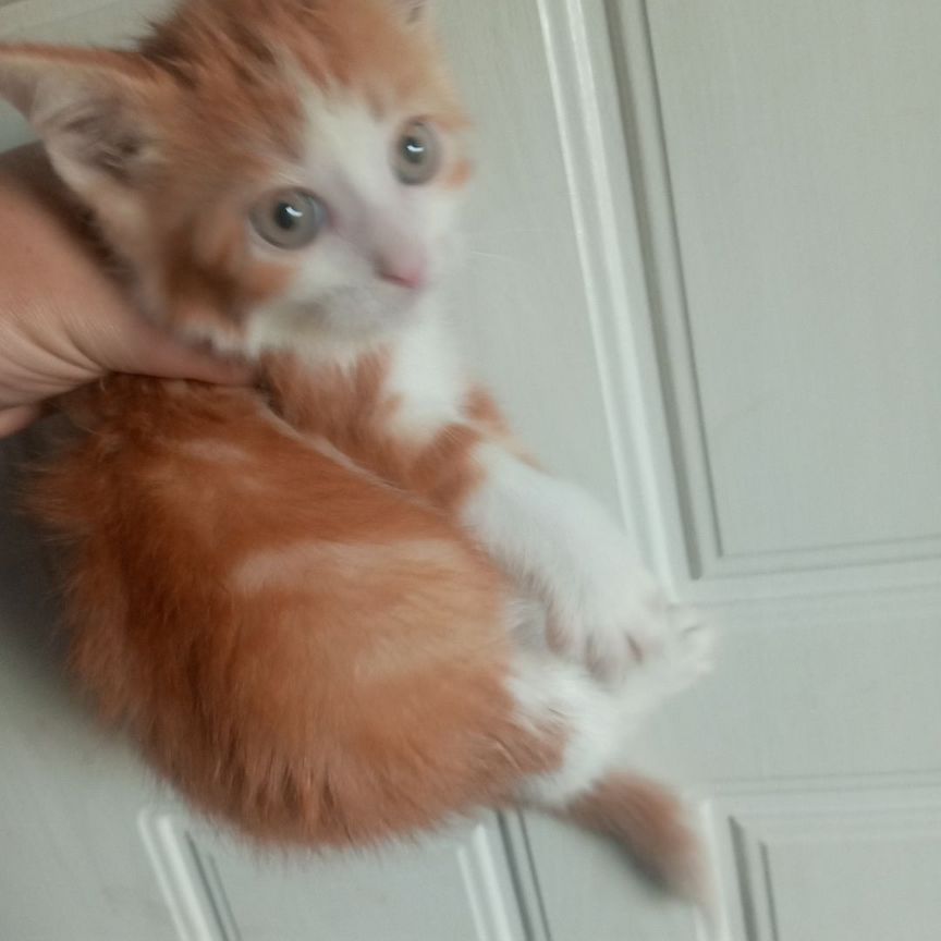 Кот