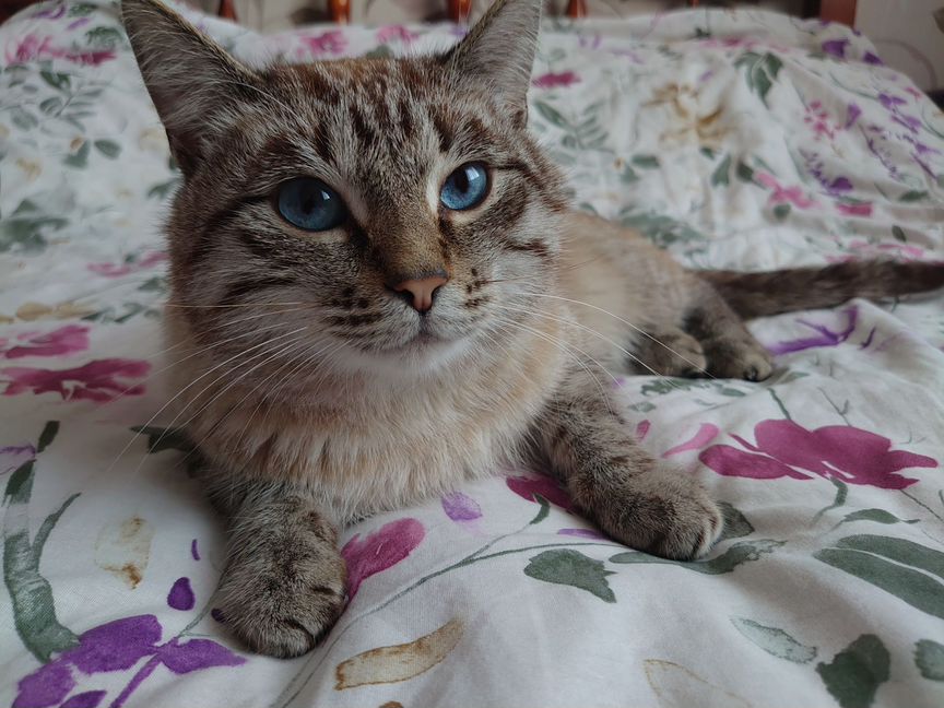 Кошки и котята