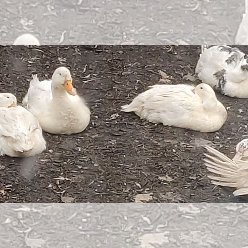 Продаются молодые индоутки мясом