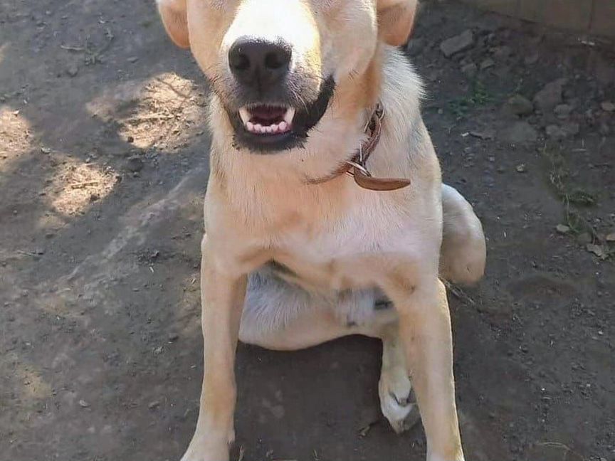 Танк ищет дом