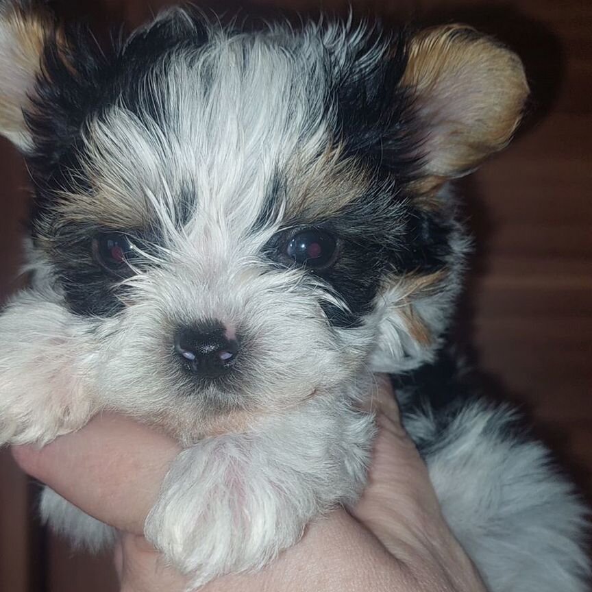 Бивер-йоркширский терьер, щенок