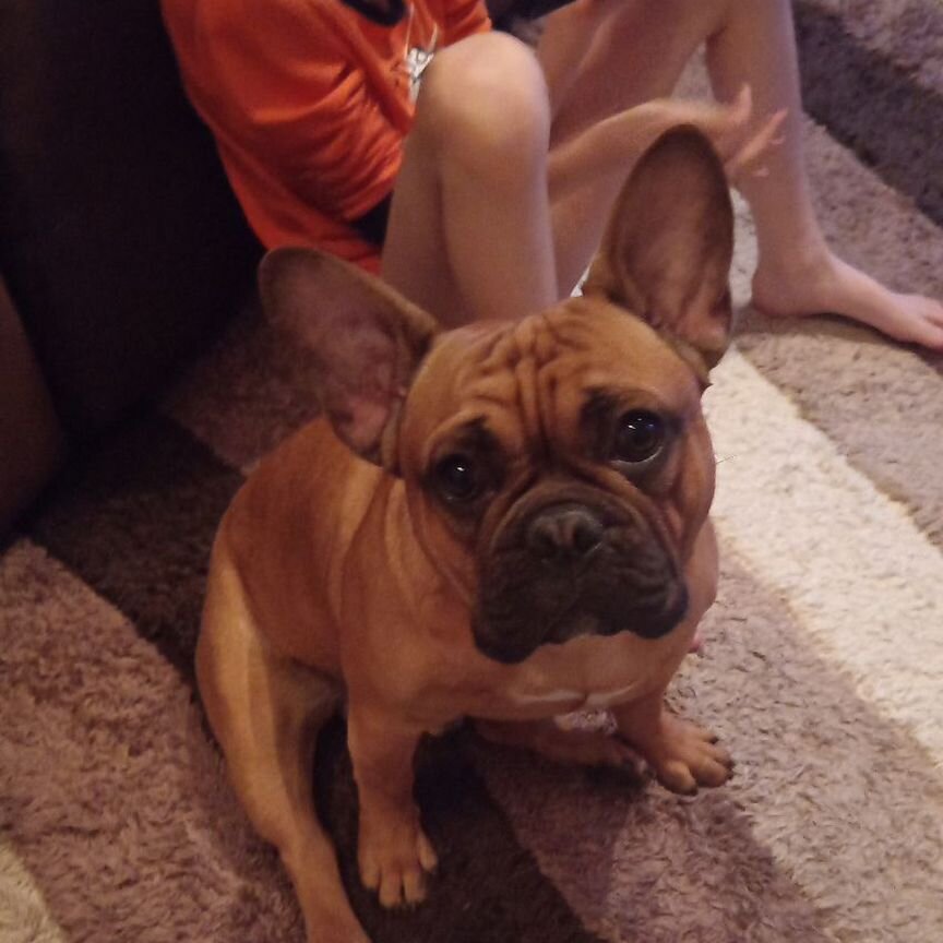 Французский бульдог, взрослый пёс