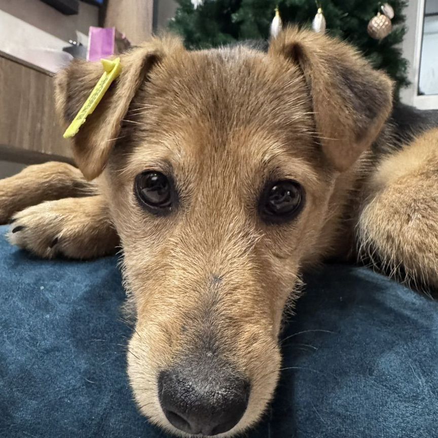 Прекрасная малышка в добрые руки