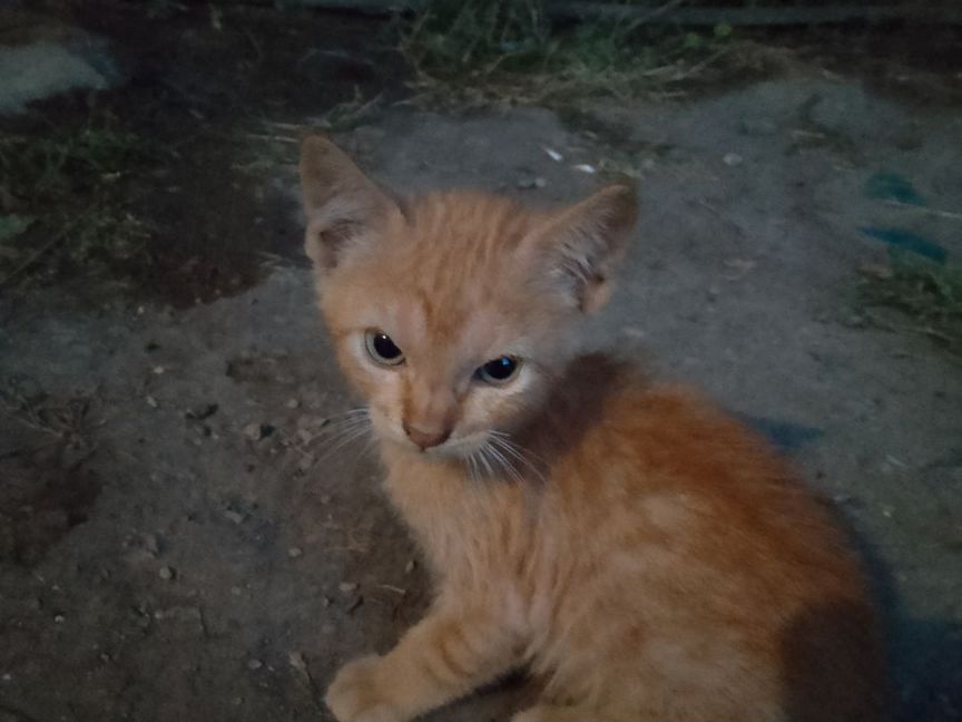 Котята отдам в добрые руки бесплатно