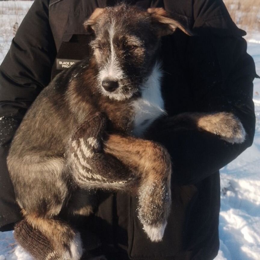 Щенок в добрые руки