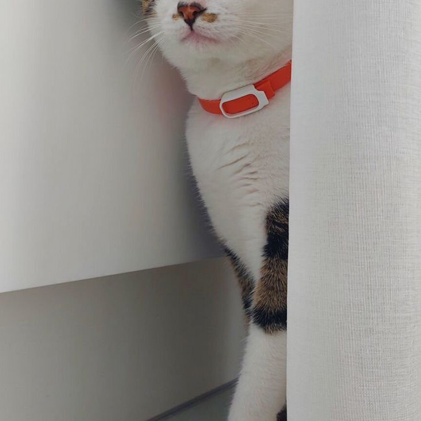 Кот
