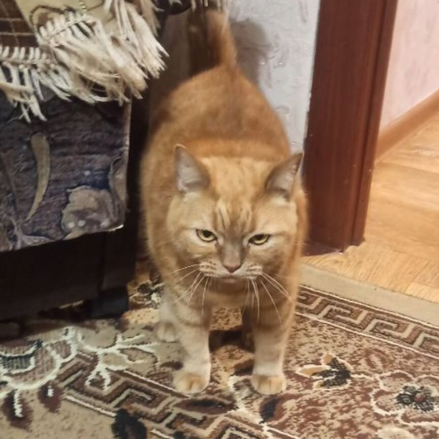 Взрослая, Девочка кошка в добрые руки