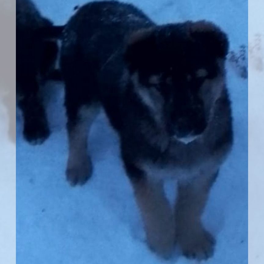 Щенок от частного владельца