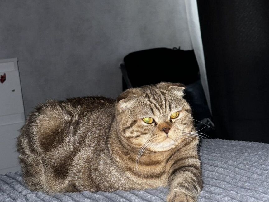 Шотландская вислоухая кошка в добрые руки